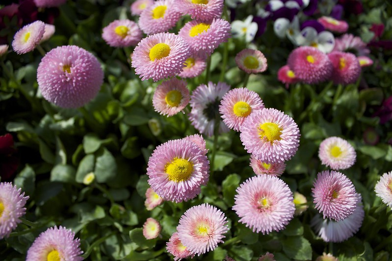 Projects - All about me